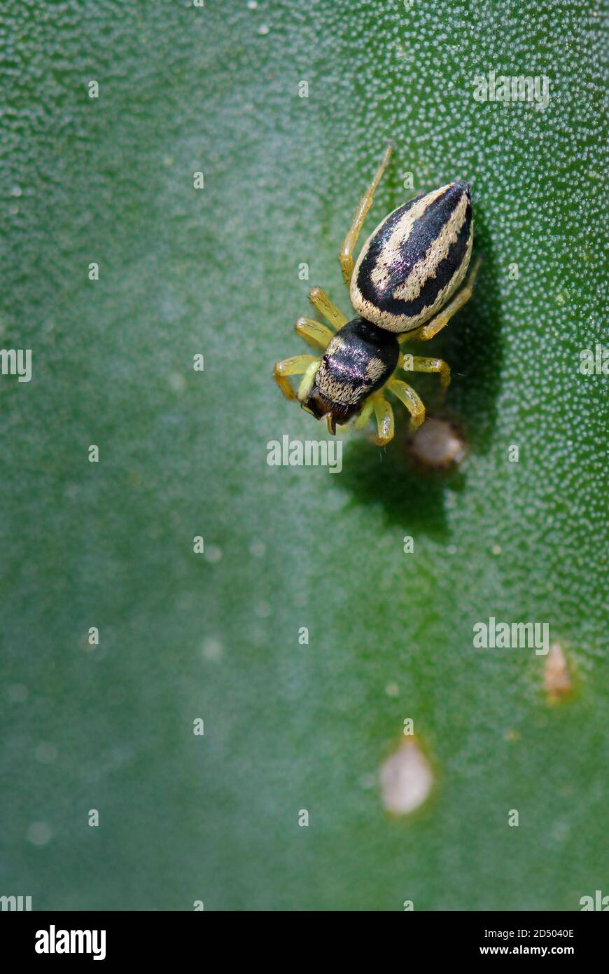Zebra spider - Heliophanus melinus, beautiful small jumping spider from ...