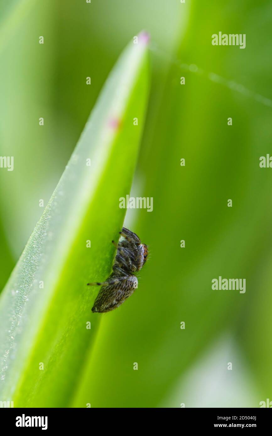 Zebra spider - Heliophanus melinus, beautiful small jumping spider from ...