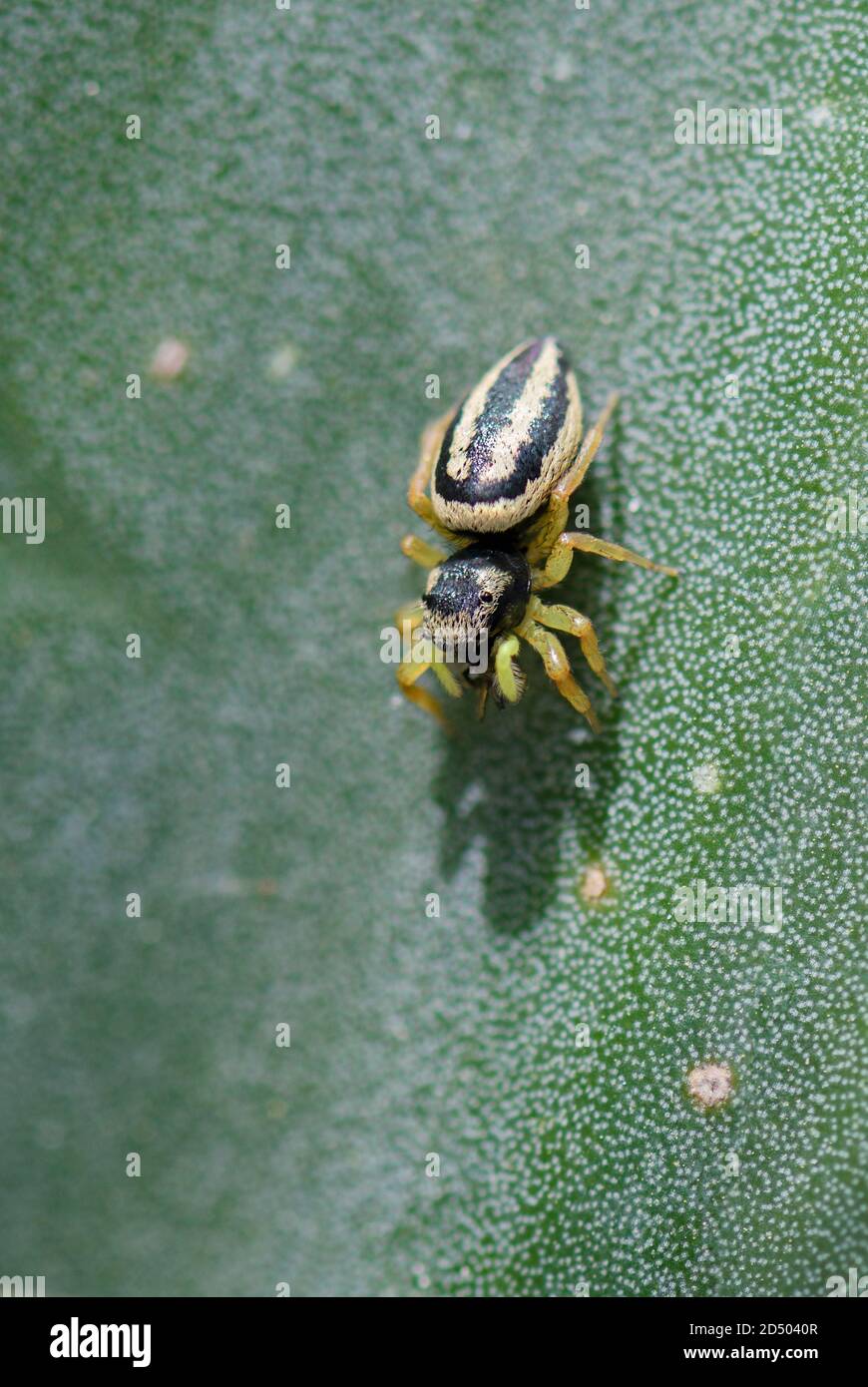 Zebra spider hi-res stock photography and images - Alamy