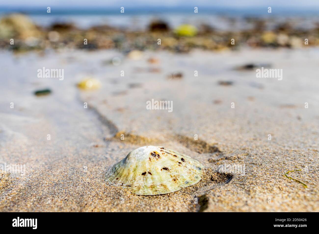 Limpet shell on the sand at Old Head beach, Louisburgh, County Mayo ...