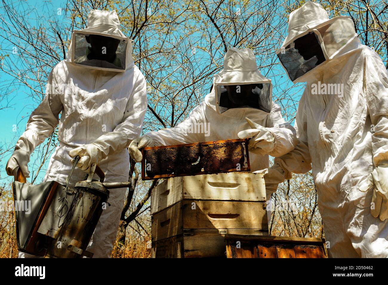 Low angle shot of beekeepers in the process of honey production Stock ...