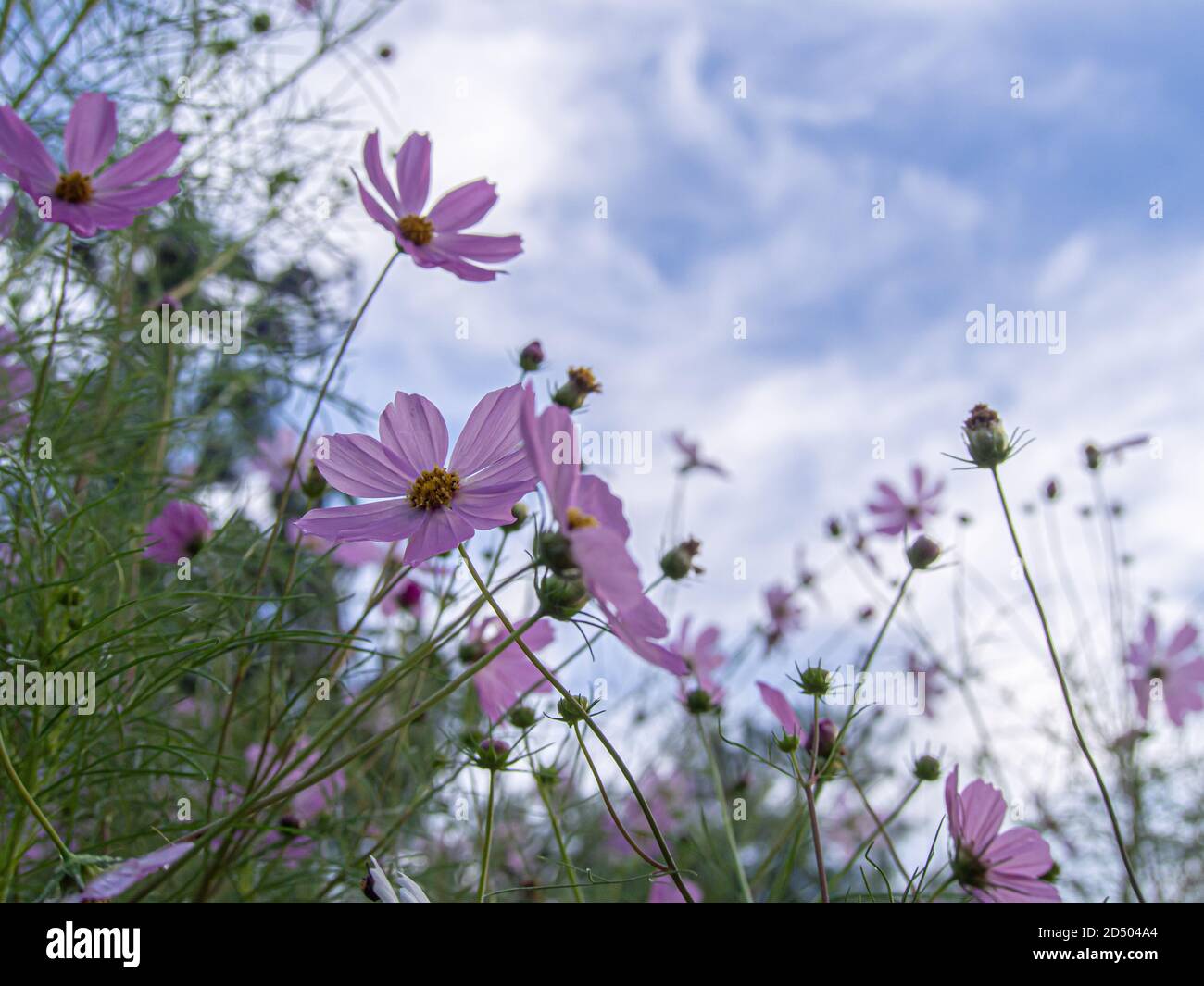 Autumn trail cosmos Stock Photo - Alamy
