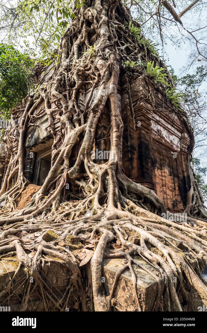 Wooden Roots of big trees Tower Prasat Pram Temple library ruins of Koh ...