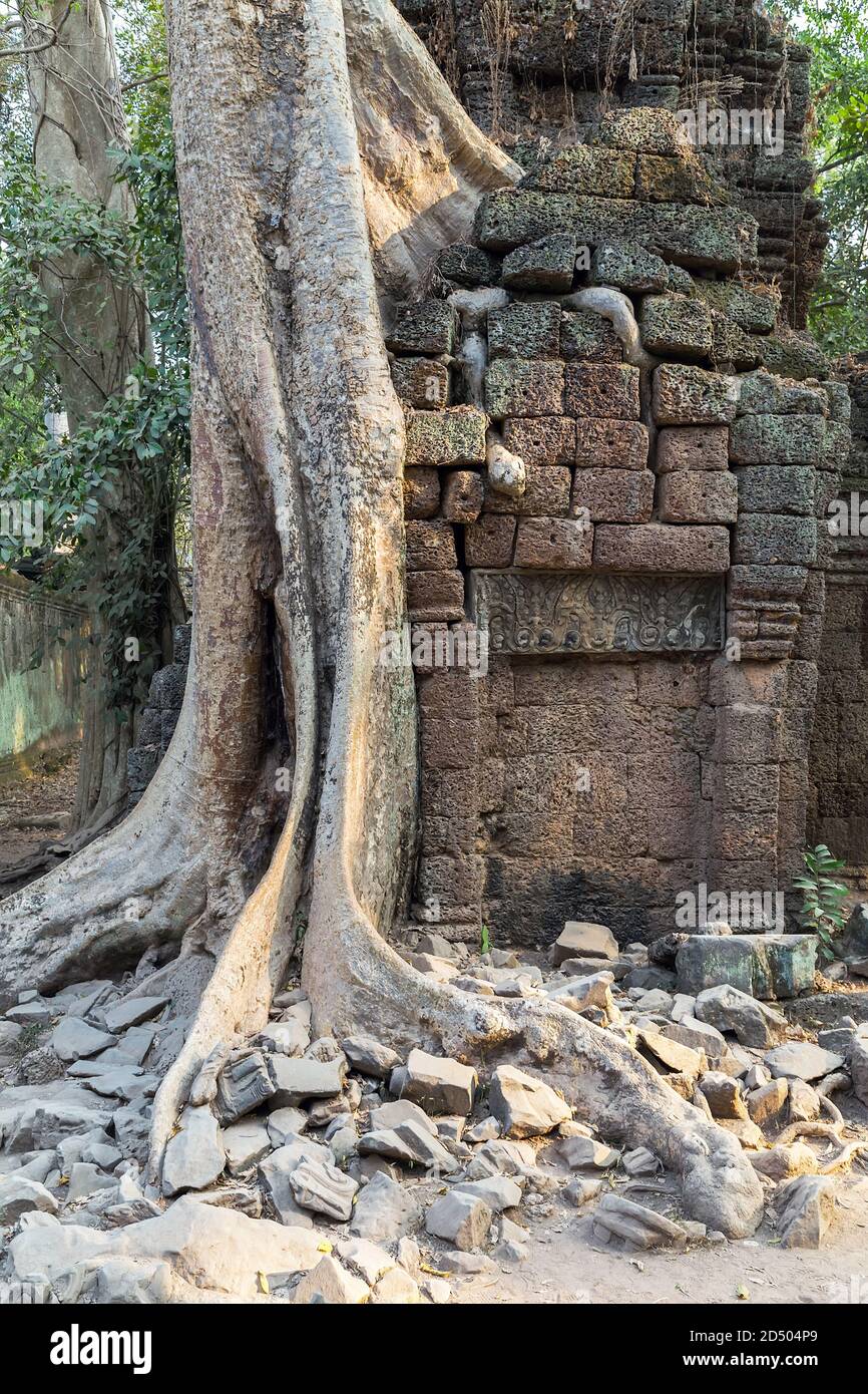 banyan tree roots in ruin Ta Prohm, part of Khmer temple complex, Asia ...