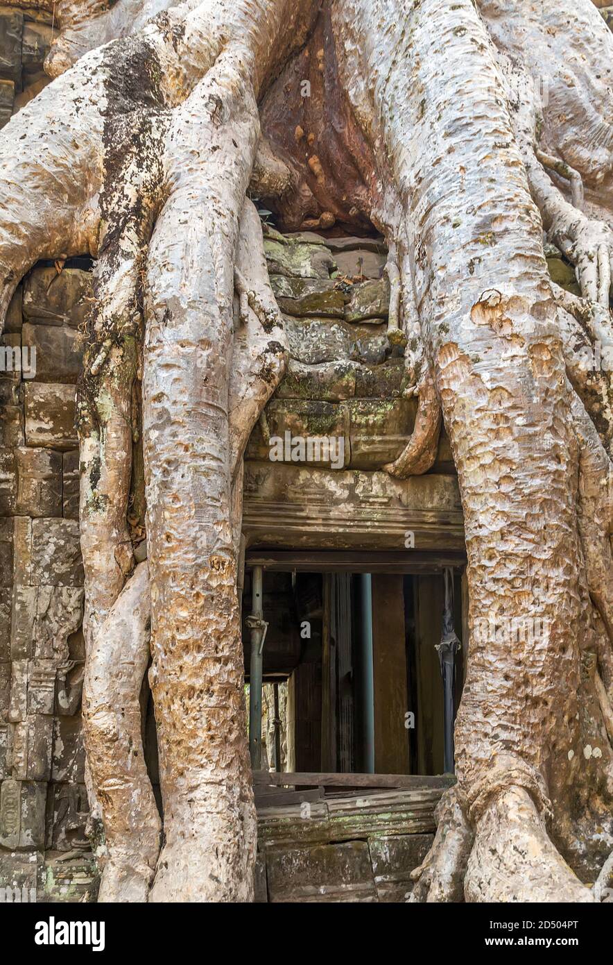 tree roots in ruin Ta Prohm, part of Khmer temple complex, Asia. Siem ...