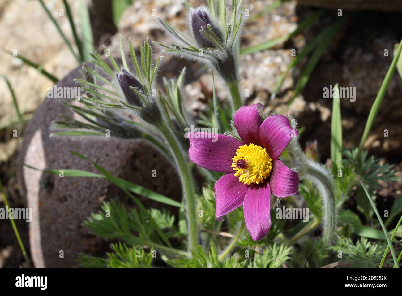 Lumbago garden hi-res stock photography and images - Alamy