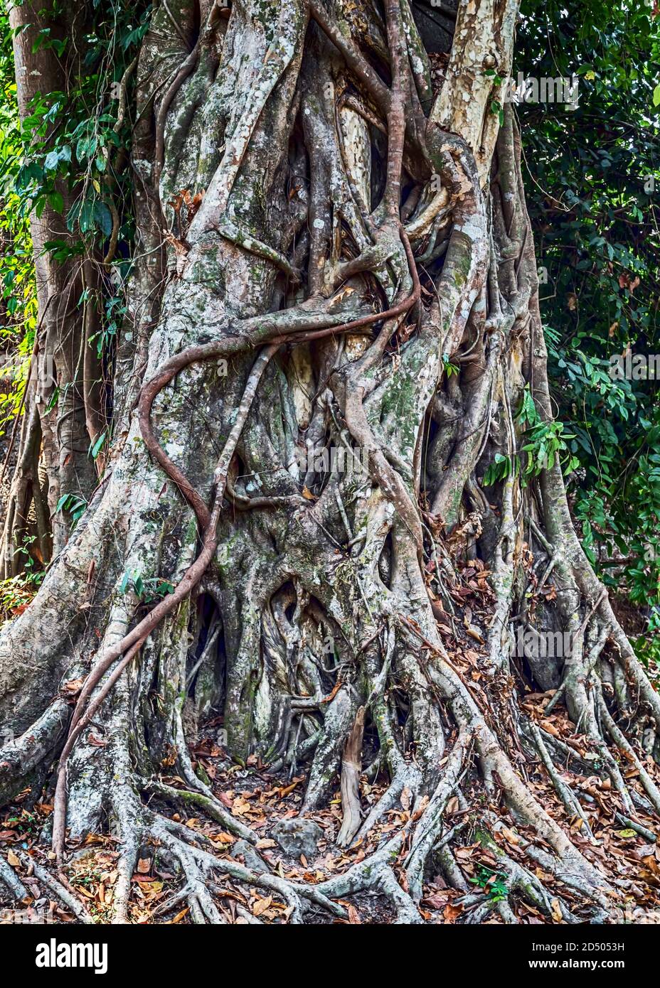 Roots of a strangler fig tree overtake the stone temple complex of ...