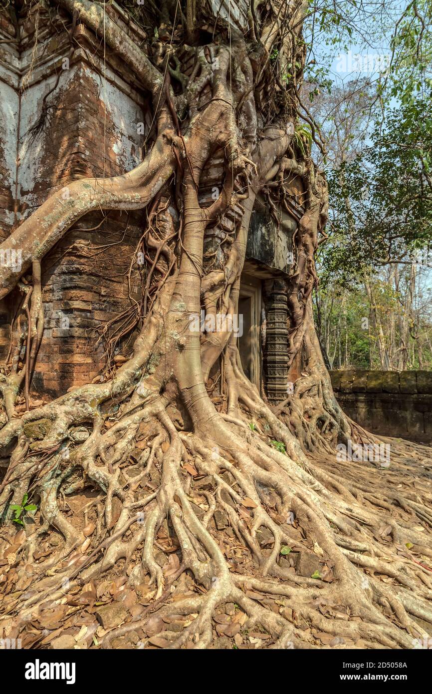 Roots of big trees Tower Prasat Pram Temple ruins of Koh Ker Siem Reap ...