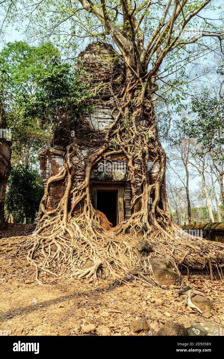 Ancient Tower Trees