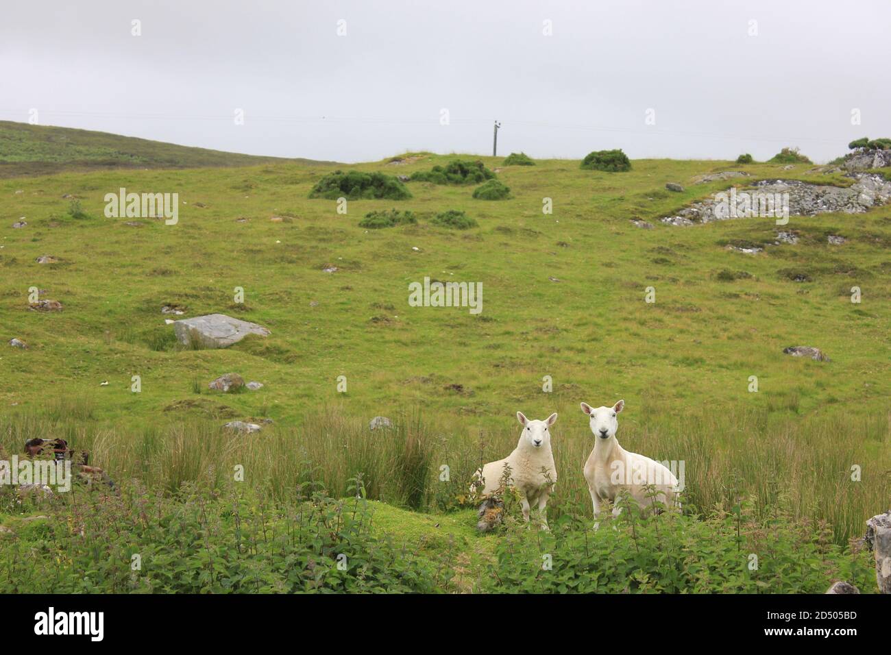 Scottish highlands sheep hi-res stock photography and images - Alamy