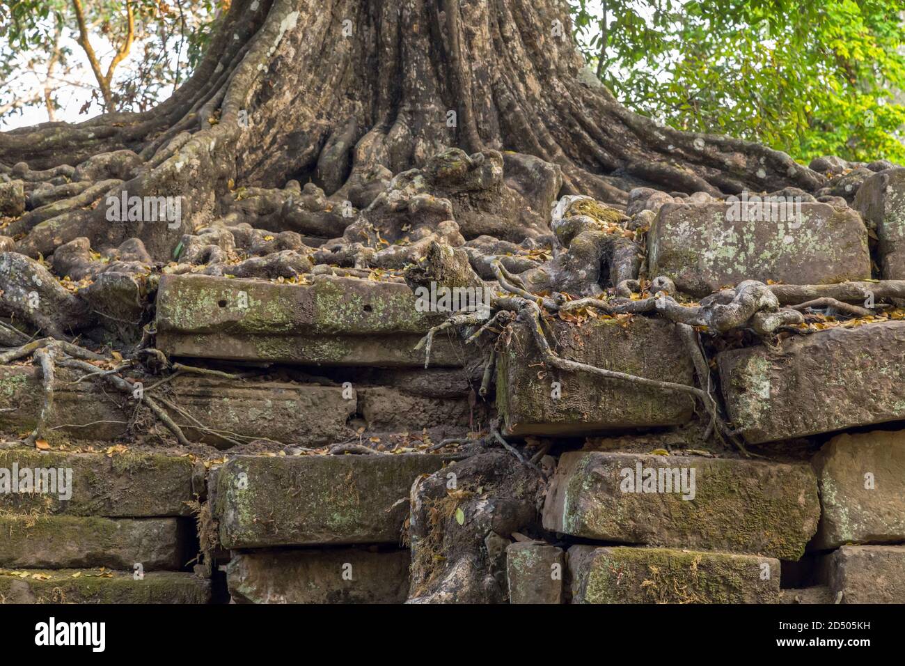 tree roots in ruin Angkor Wat, part of Khmer temple complex, Asia. Siem ...