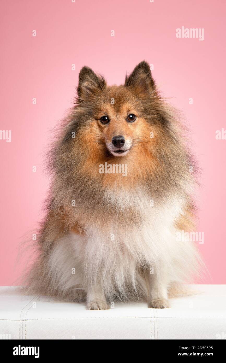 Pretty shetland sheepdog looking at the camera sitting on a pink ...