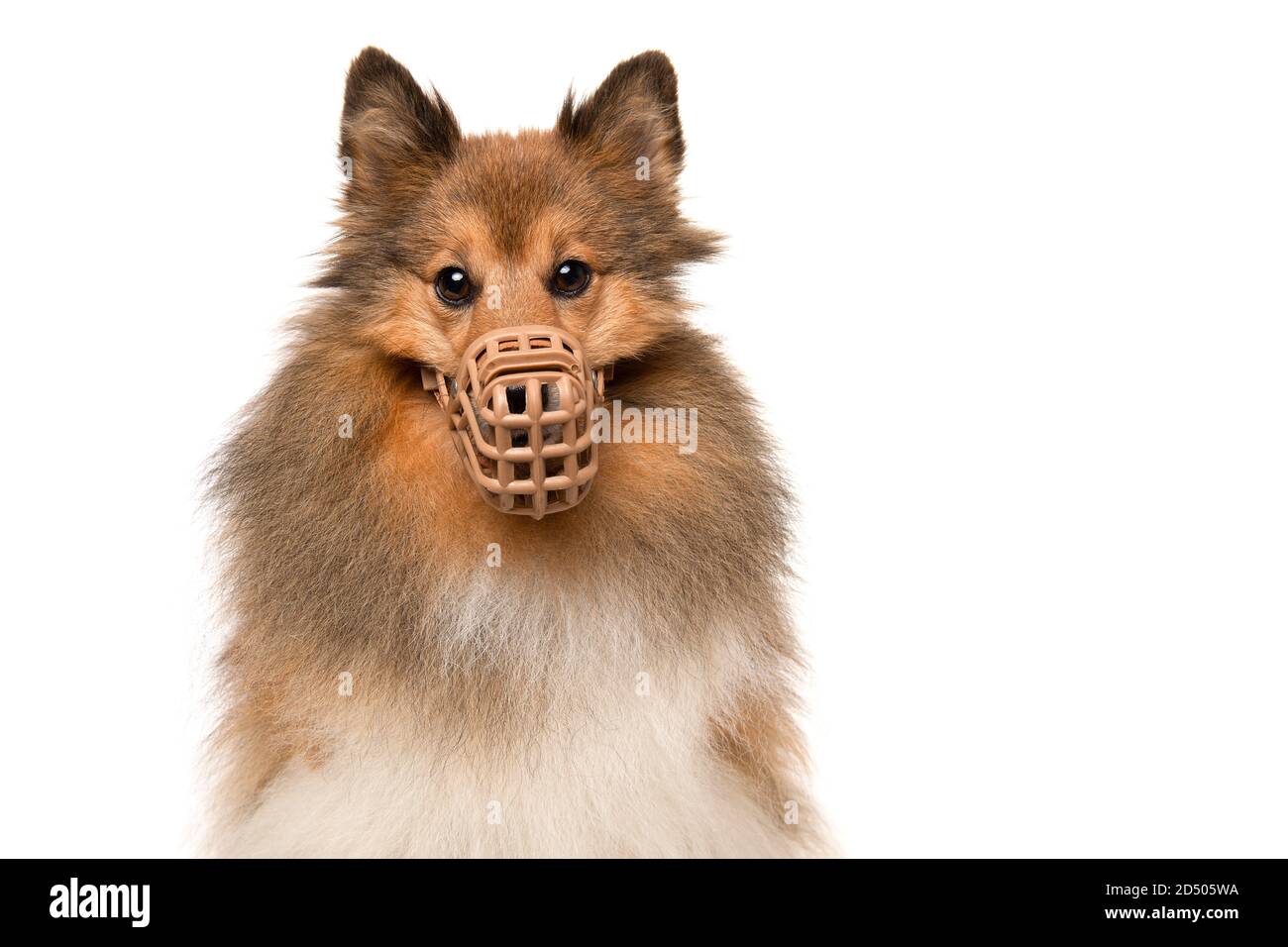 Portrait of a shetland sheepdog wearing a muzzle looking straigt at the ...