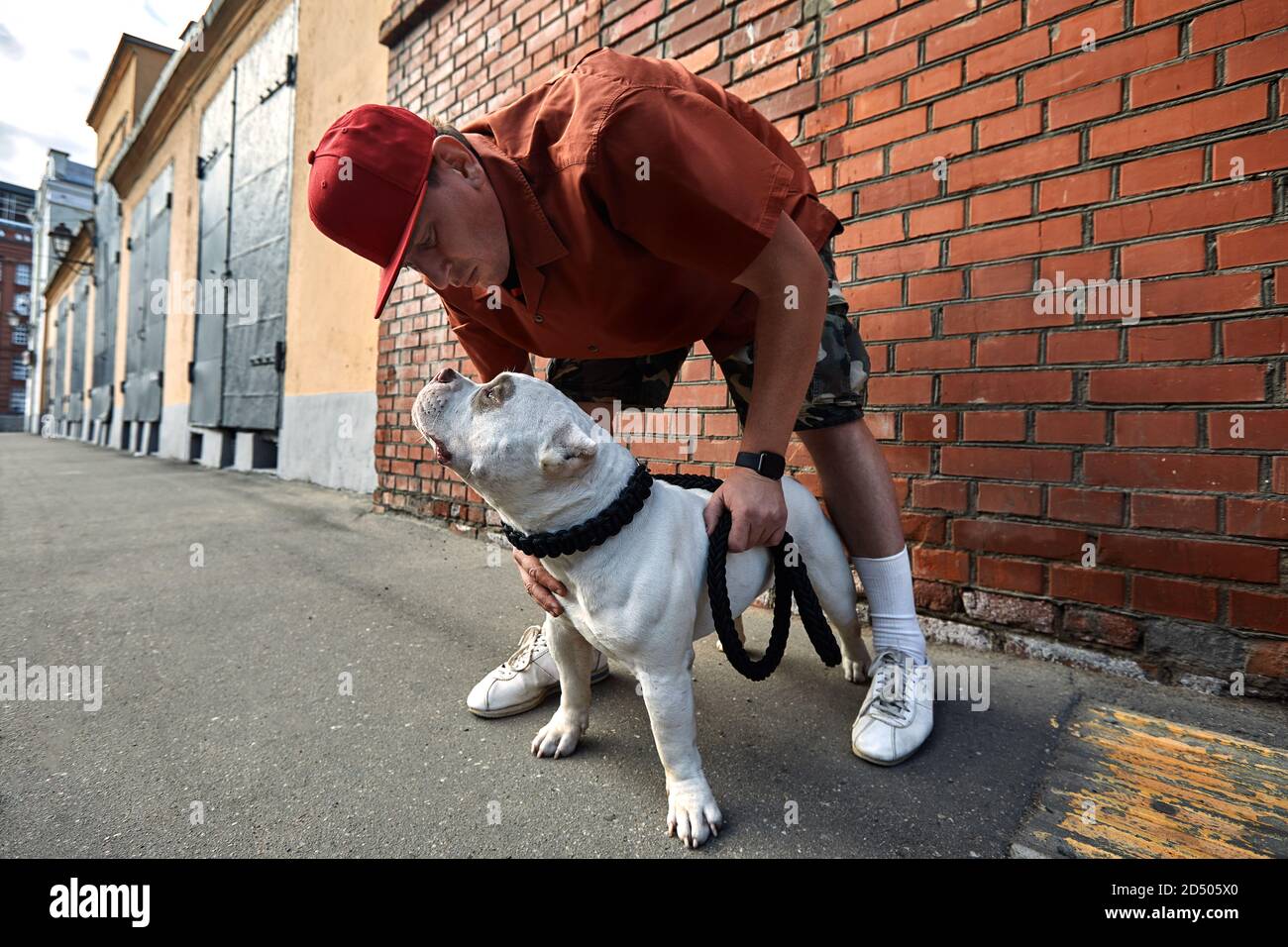 American bully snow hi-res stock photography and images - Alamy