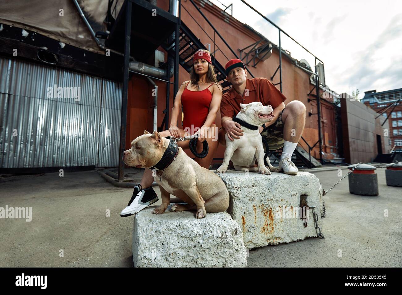 American bully snow hi-res stock photography and images - Alamy