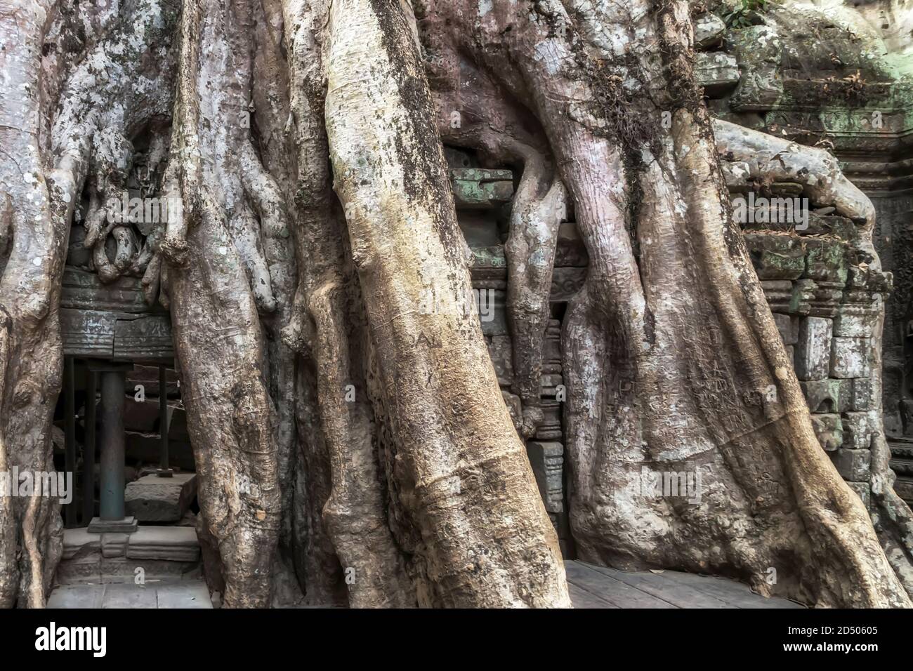 Banyan Tree Angkor Wat Banyan Tree Angkor Wat Tourists Cambodia 4k