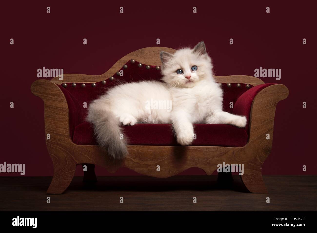 Maroon cat hi-res stock photography and images - Alamy
