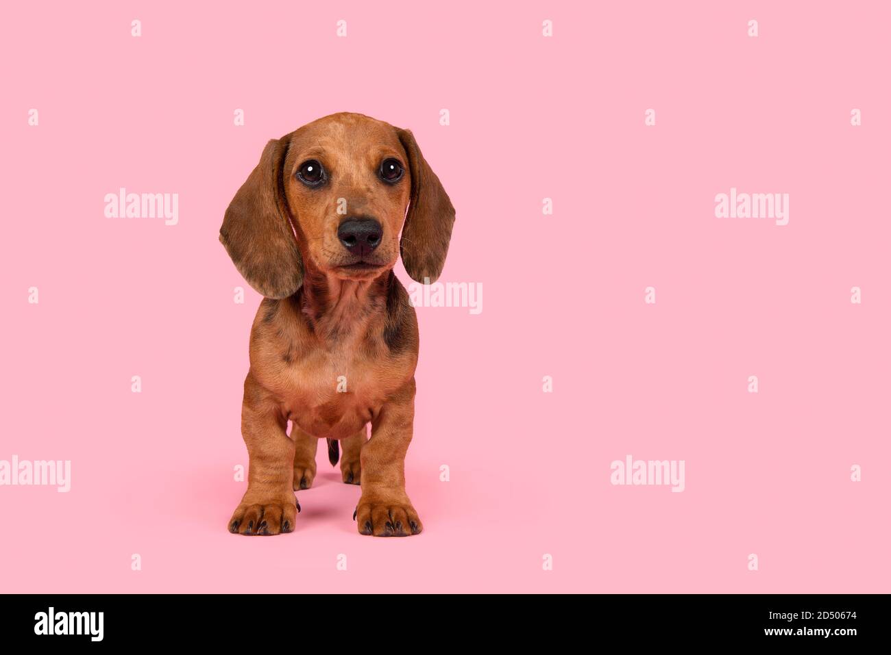 Cute badger dog puppy standing looking at the camera on a pink ...