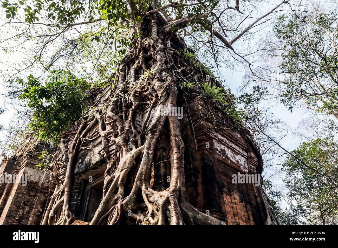 Ancient Tower Trees