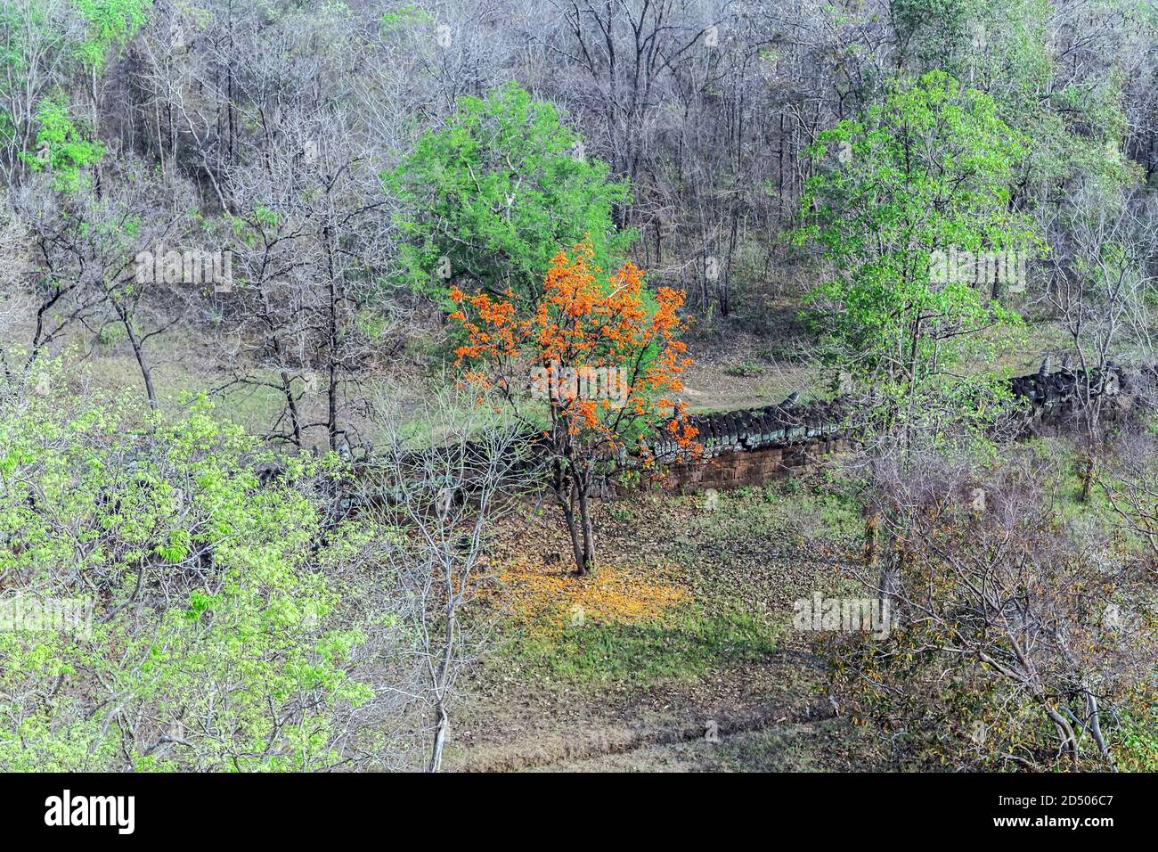 Saffron orange color Bodhi Tree or Bodhi Fig Tree is a large and ...