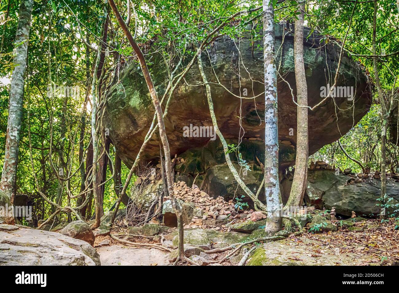 Ficus Strangulosa tree Cambodia, located in the Phnom Kulen mountain ...