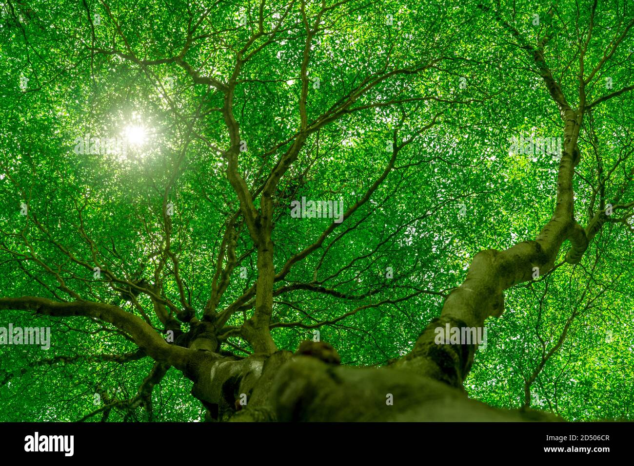 Bottom view of tree trunk to green leaves of big tree in tropical ...
