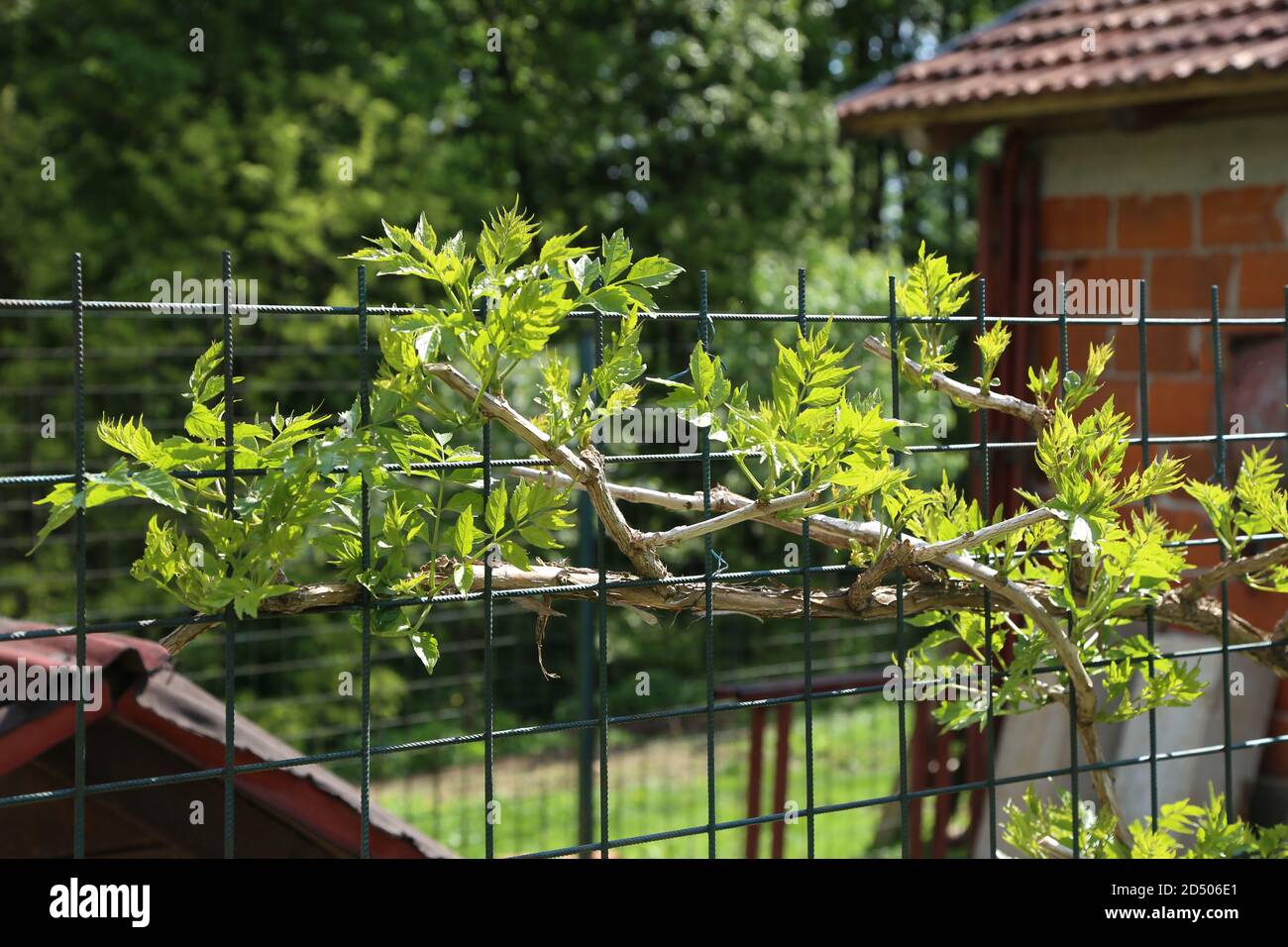 Vines crawl hi-res stock photography and images - Alamy