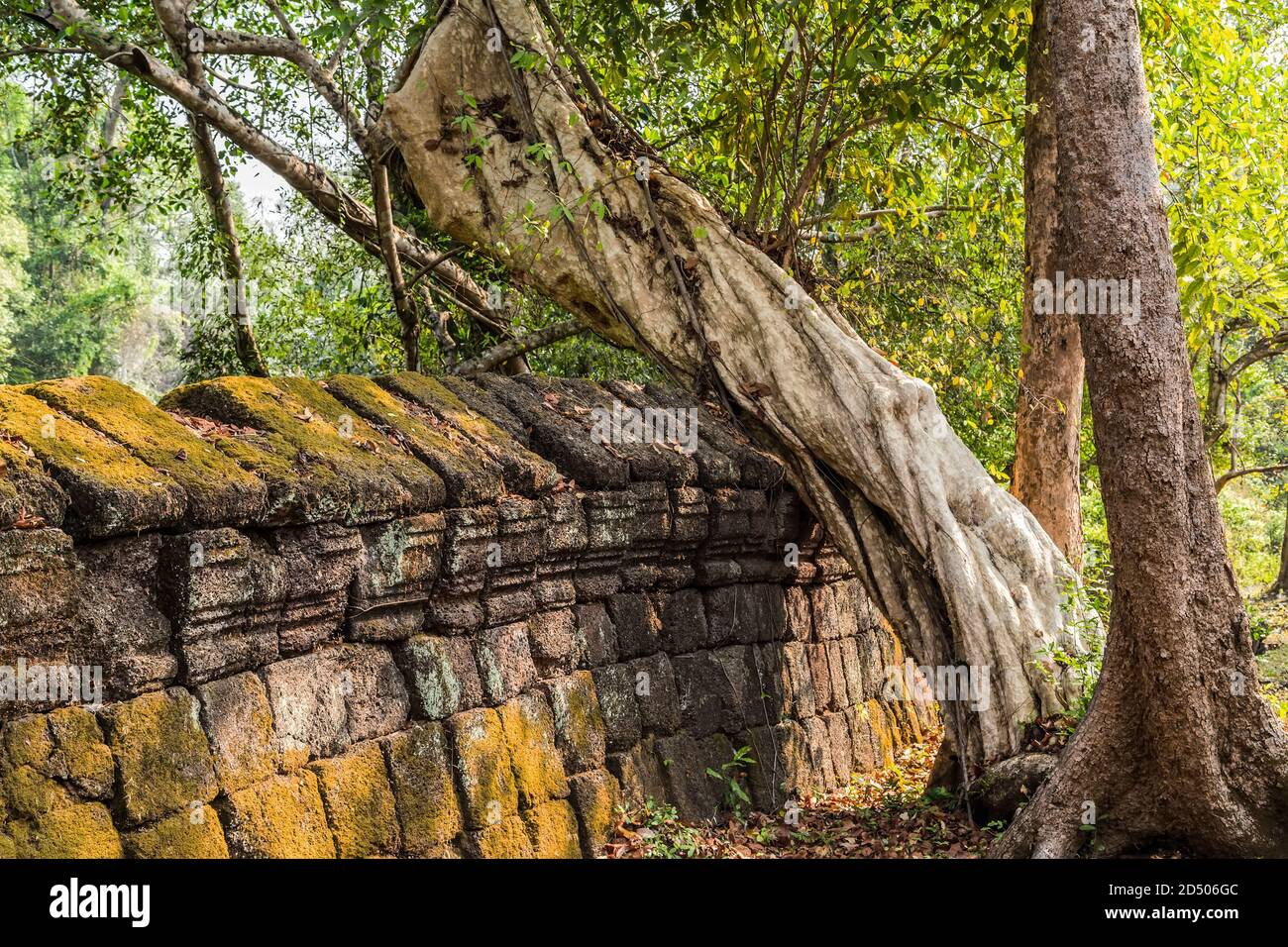 Fence ruins tree jungle Koh Ker temples group famous home temples in ...