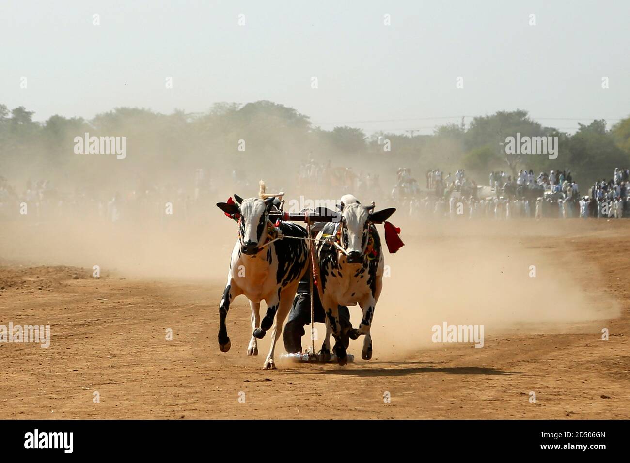 Rawalpindi. 12th Oct, 2020. A Pakistani farmer guides his bulls as he ...