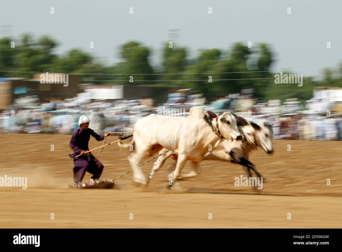 Rawalpindi. 12th Oct, 2020. A Pakistani farmer guides his bulls as he ...