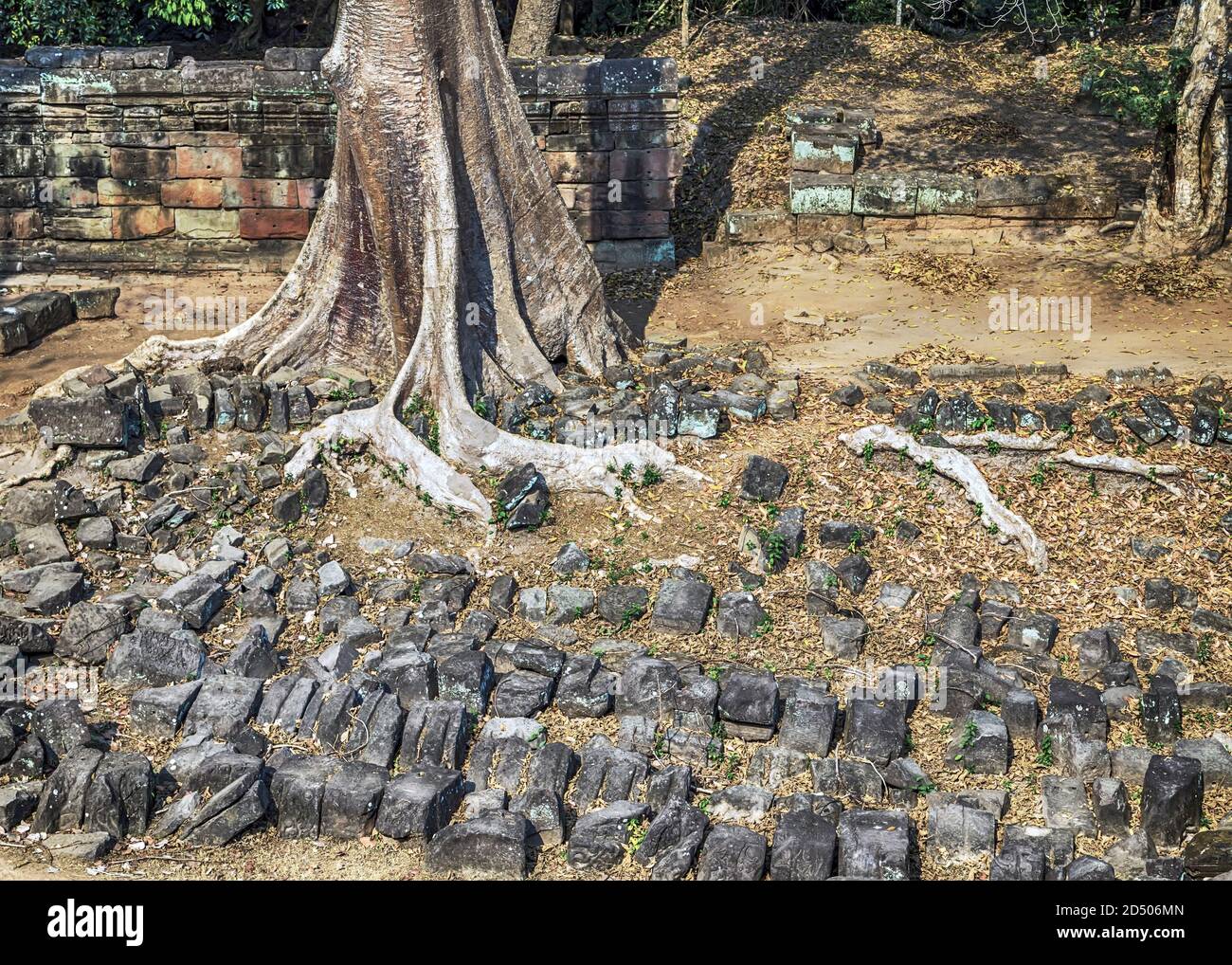 Roots of a strangler fig tree overtake the stone temple complex of ...
