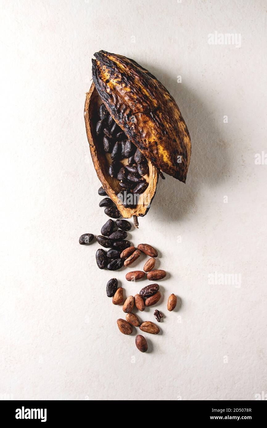 Variety of fresh and dry cocoa beans from cocoa pod over white texture ...