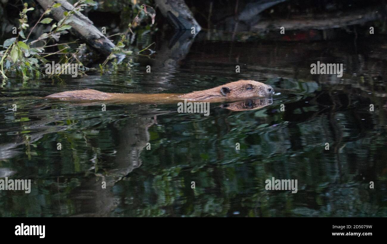 Beavers swimming hi-res stock photography and images - Alamy