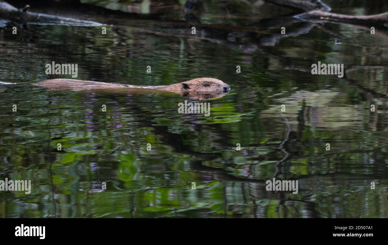 Beaver swimming and dam hi-res stock photography and images - Alamy