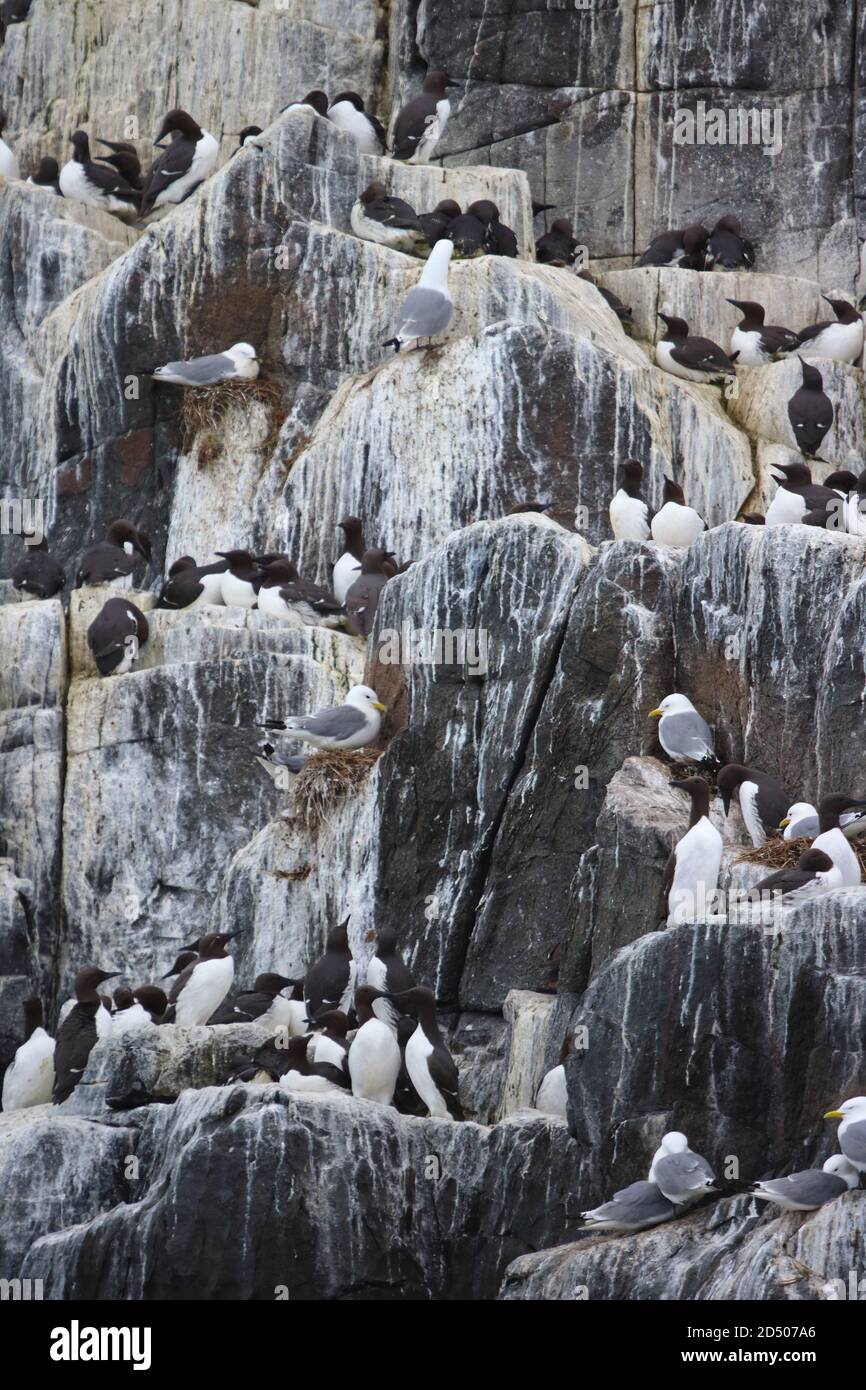 Various Seabirds on Cliff Face, Farne Islands, England Stock Photo - Alamy