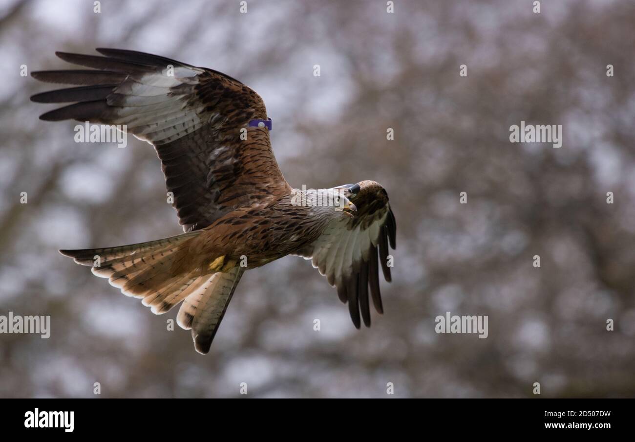 Red Kite, Gigrin Farm, Wales Stock Photo - Alamy