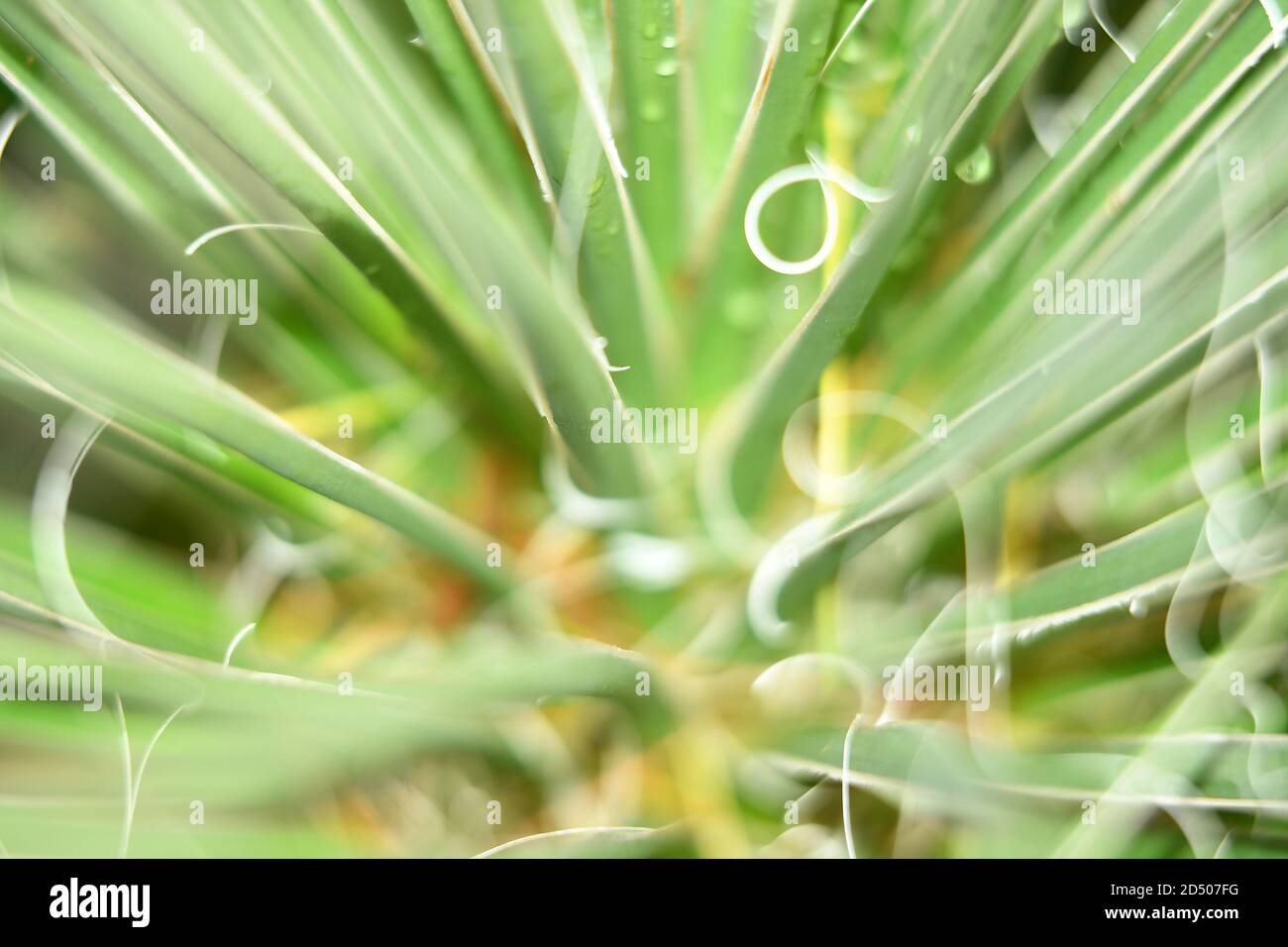 top view of center of Soapweed Yucca Stock Photo - Alamy