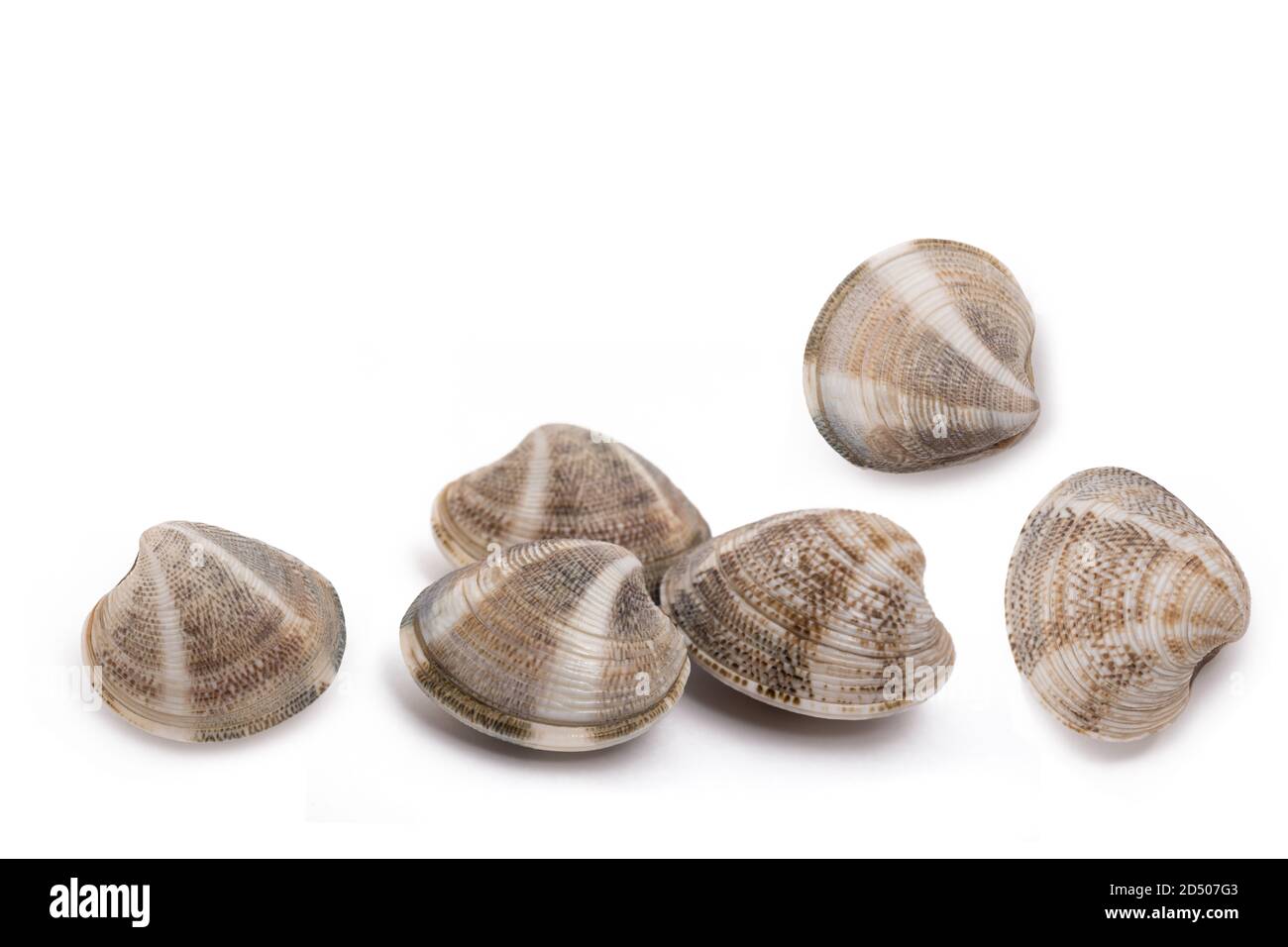 clams group isolated on white background Stock Photo - Alamy