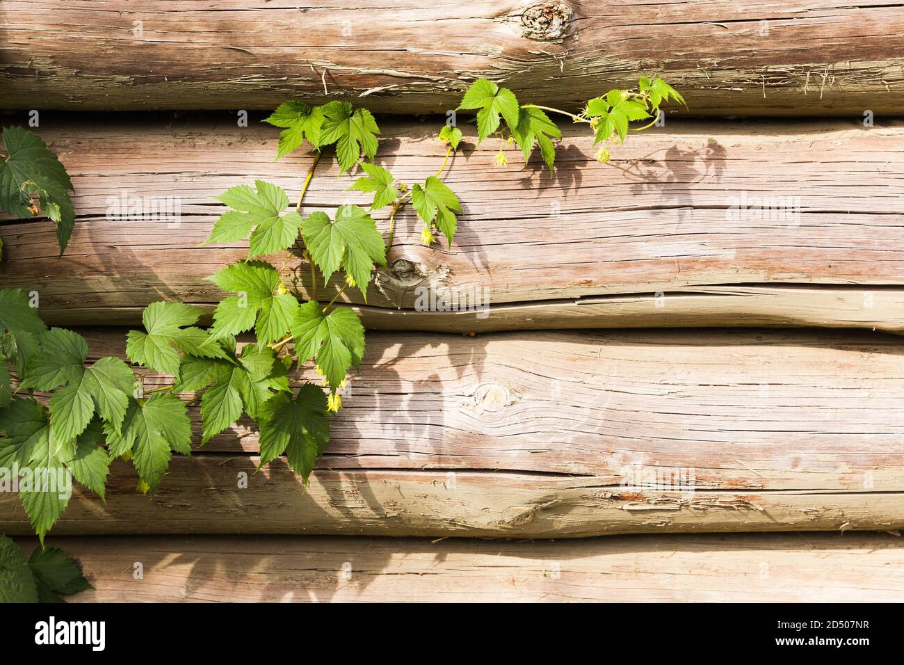Hops plant grow over old wooden wall, natural background texture ...