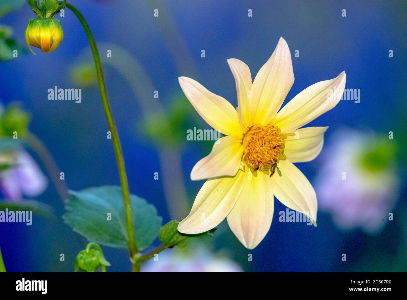 Dahlia is a genus of bushy, tuberous, herbaceous perennial plants ...