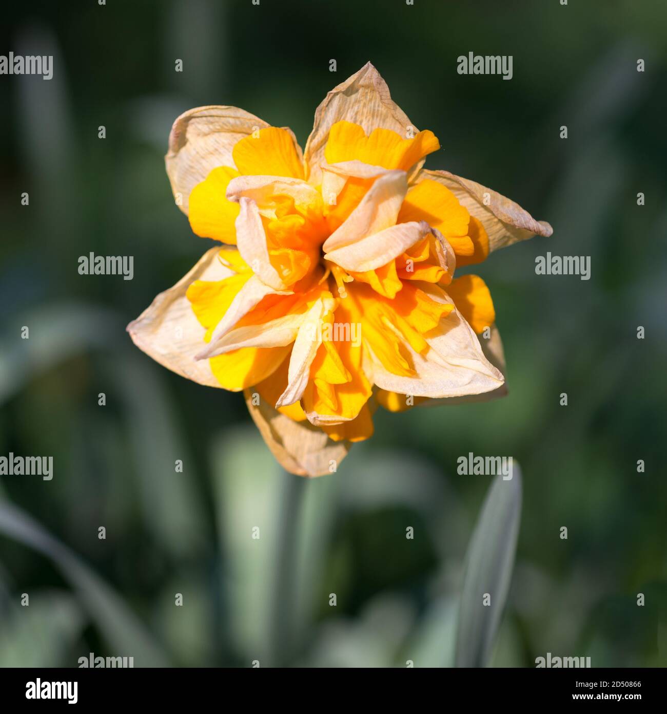 Flower Narcissus One Stock Photo - Alamy
