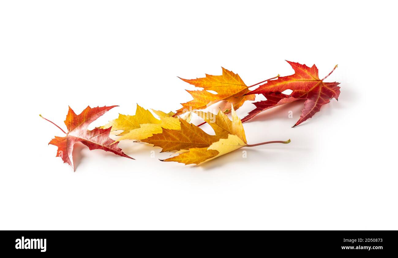 Fallen maple leaves on Cut Out Stock Images & Pictures - Alamy