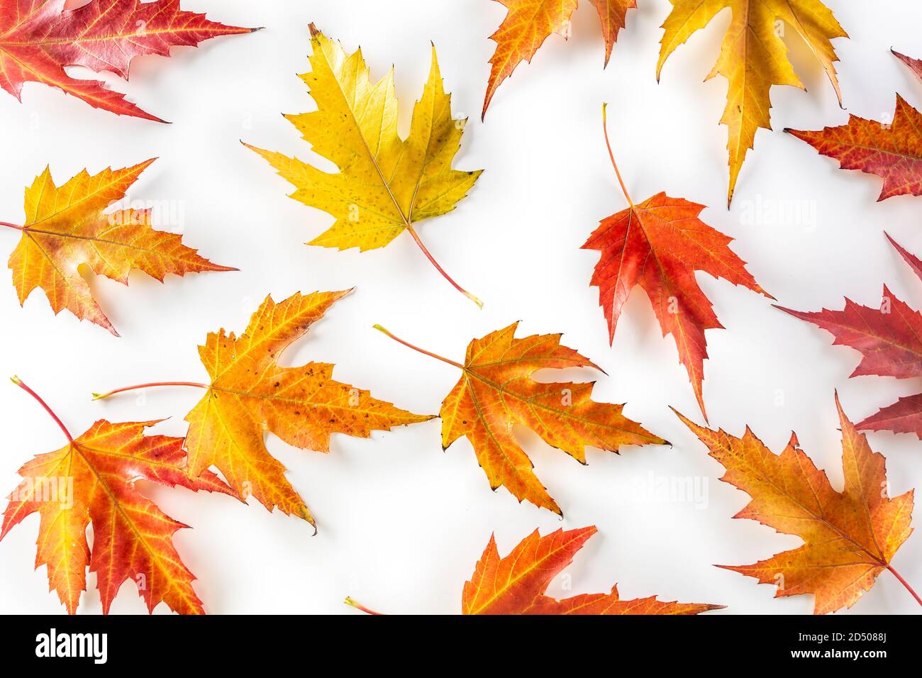 Autumn leaves of various vibrant colours scattered on an isolated white ...