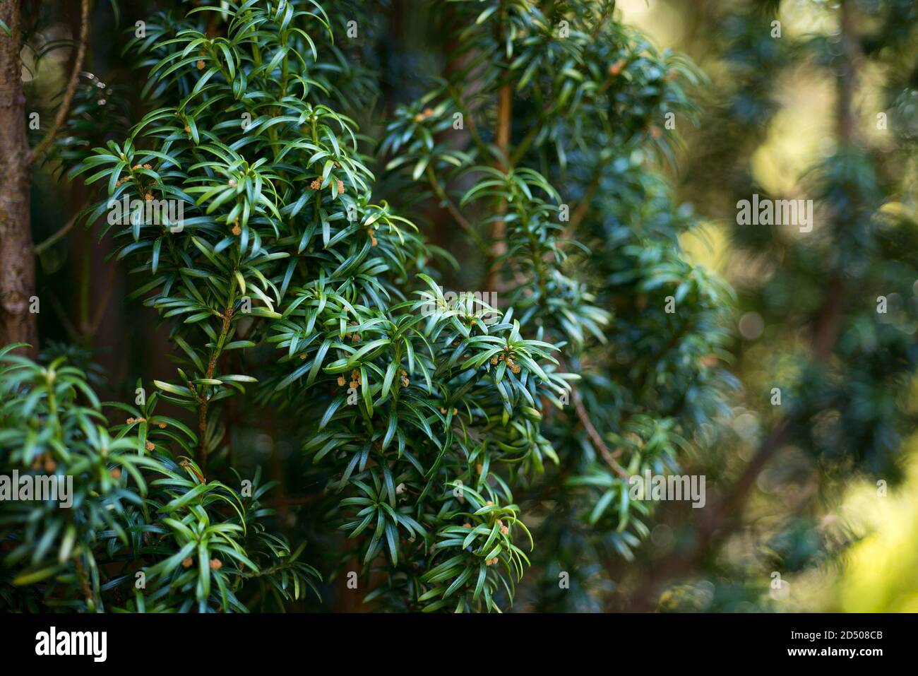 Taxus baccata leaves hi-res stock photography and images - Alamy