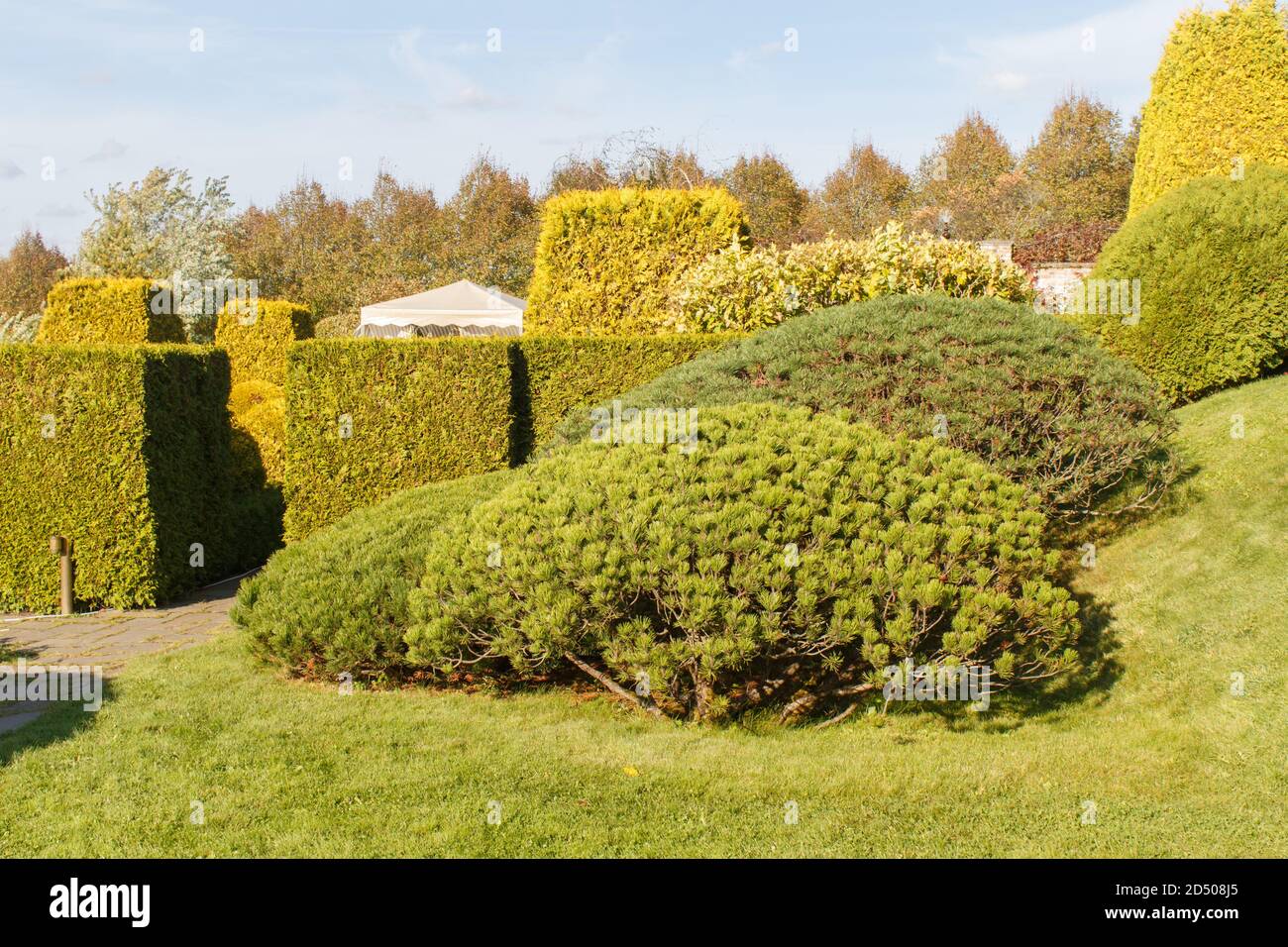 Cottage garden with green lawn, trees, hedges, trimmed bushes and large ...