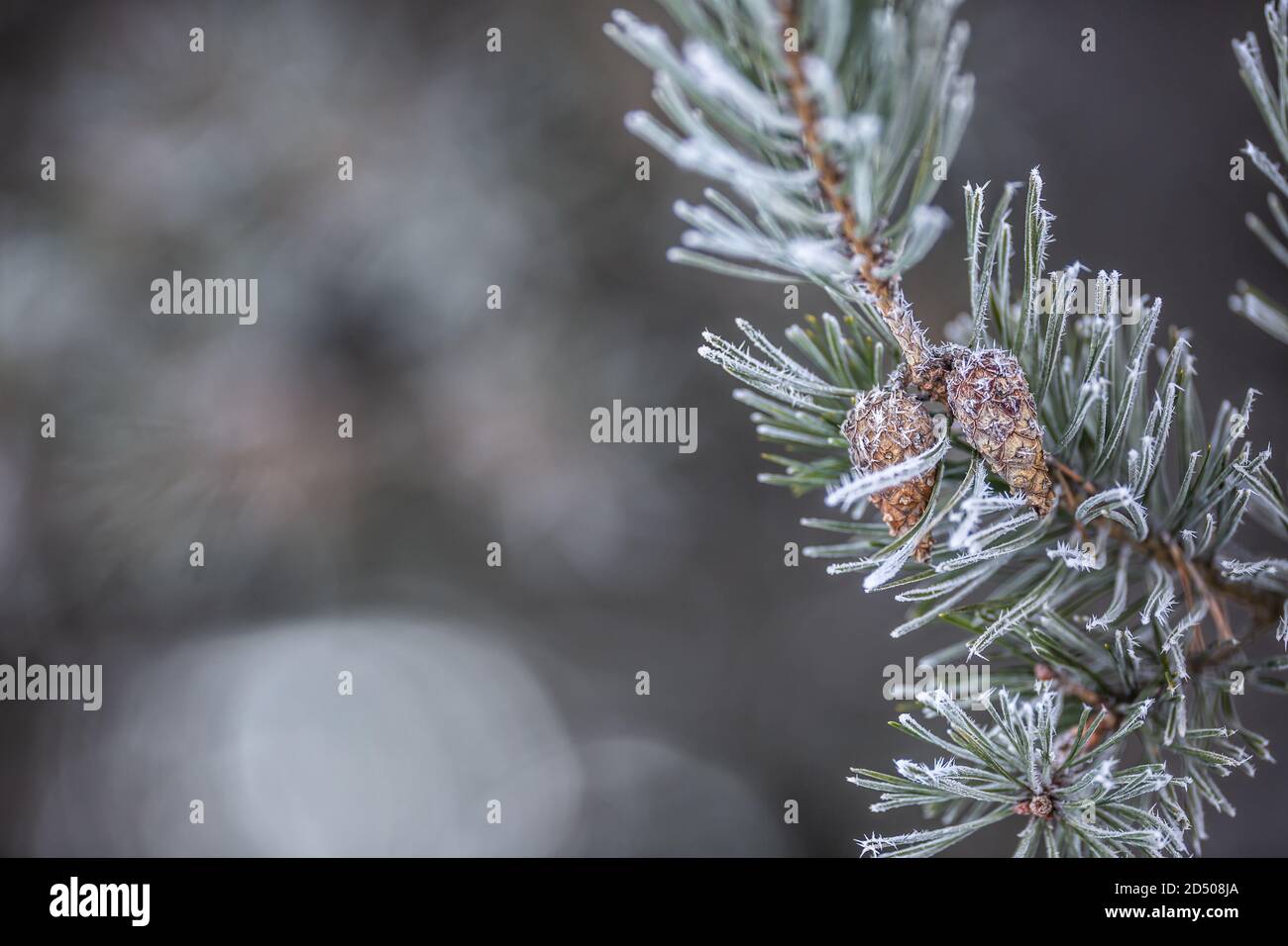 Frozen pine tree twig with cones on a wintery day Stock Photo - Alamy