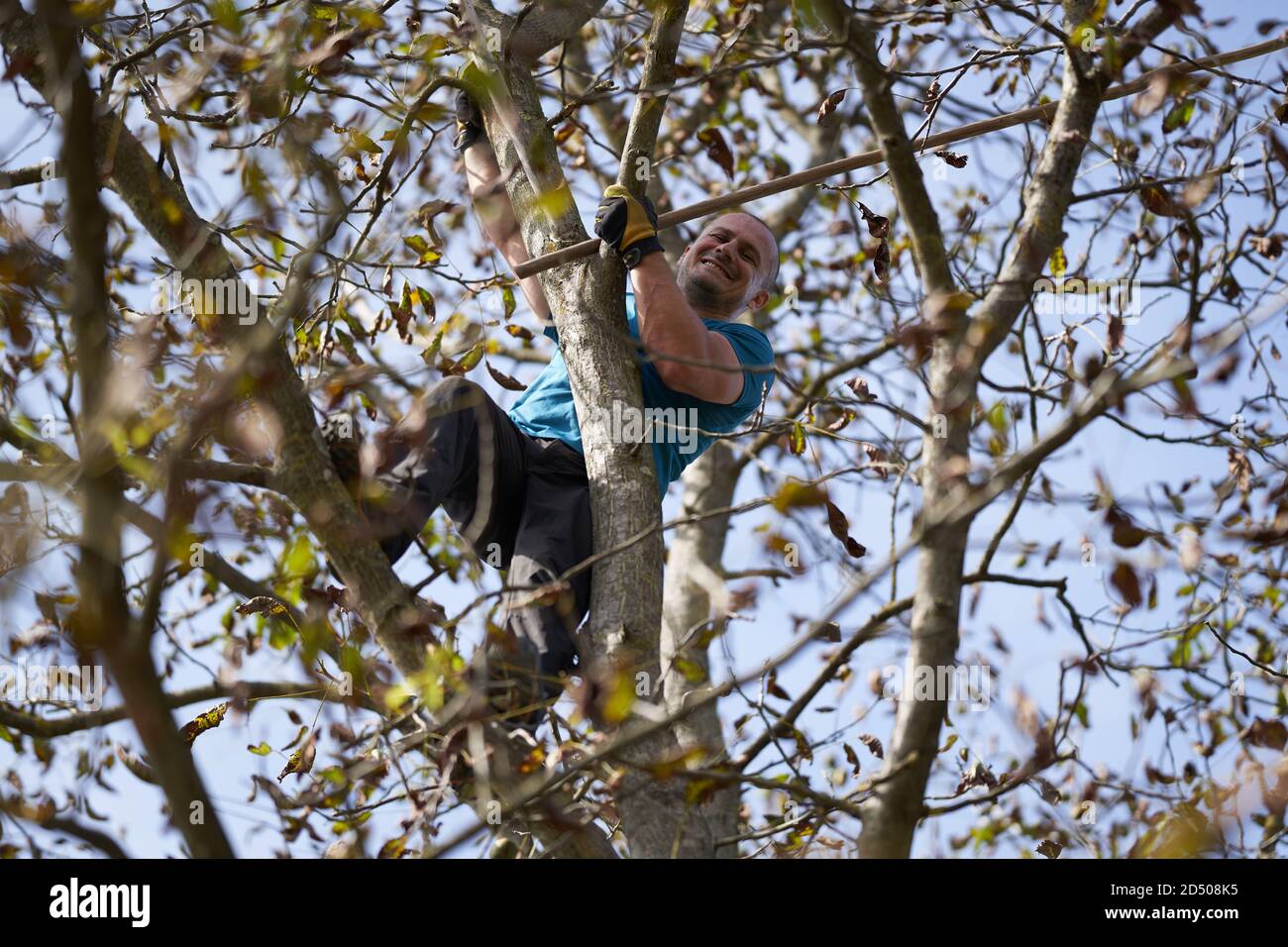 Farmer harvesting walnuts in his orchard, beating and shaking the ...