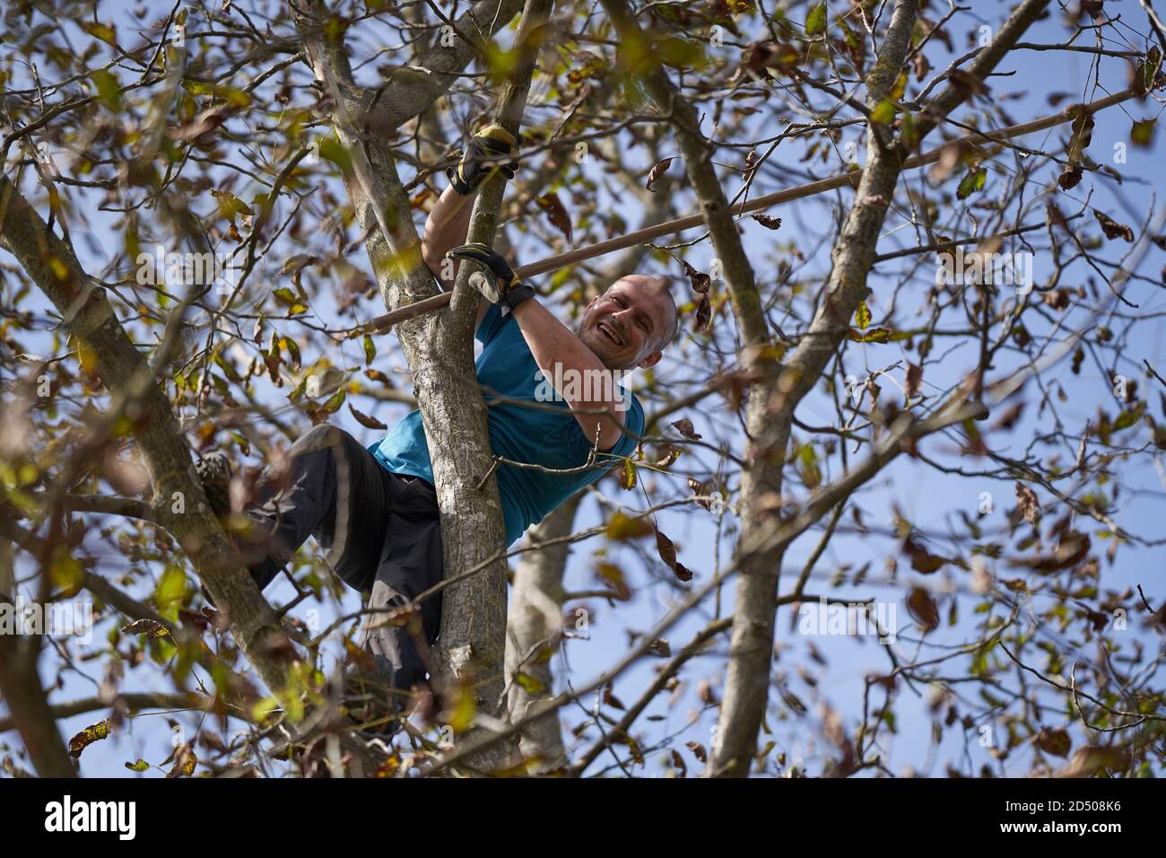 Farmer harvesting walnuts in his orchard, beating and shaking the ...