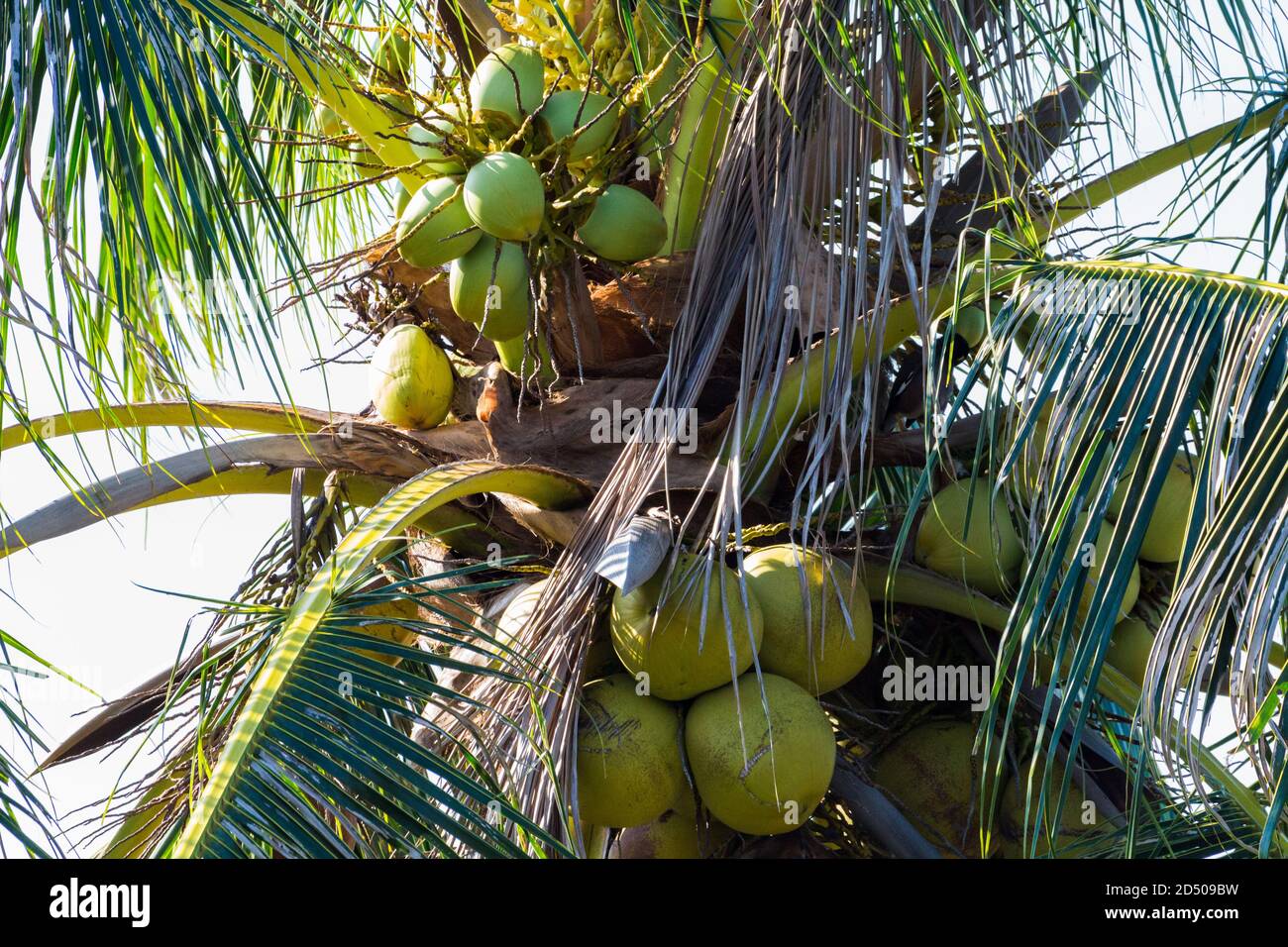 Coconuts hanging from the tree Stock Photo - Alamy
