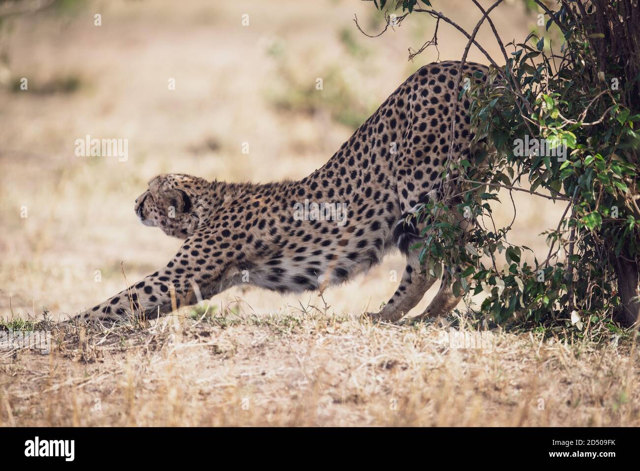 Cheetah (Acinonyx jubatus) stretching in the Masai Mara of Kenya Stock ...